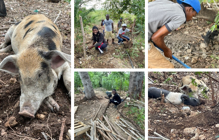 Bringing Home ‘The Bacon!' - Love A Child